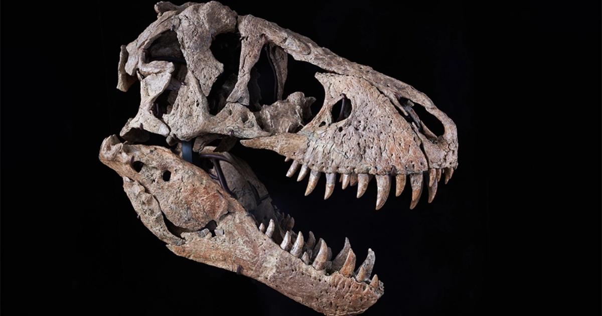 Ogromno razočaranje: Lobanja T-Rex dinosaursa prodata po nižoj ceni od ...